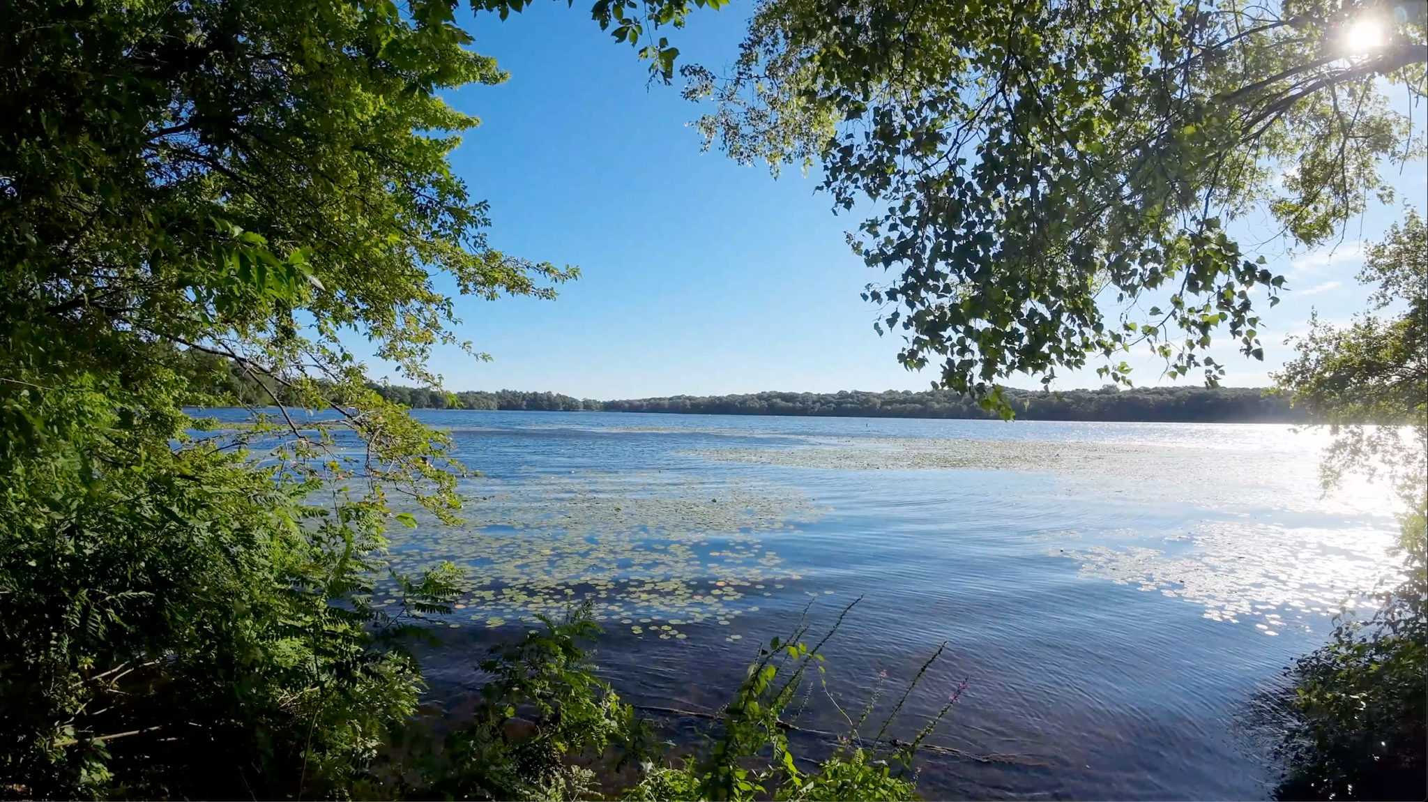 3 trees and 4 colors - Quantum Calculus