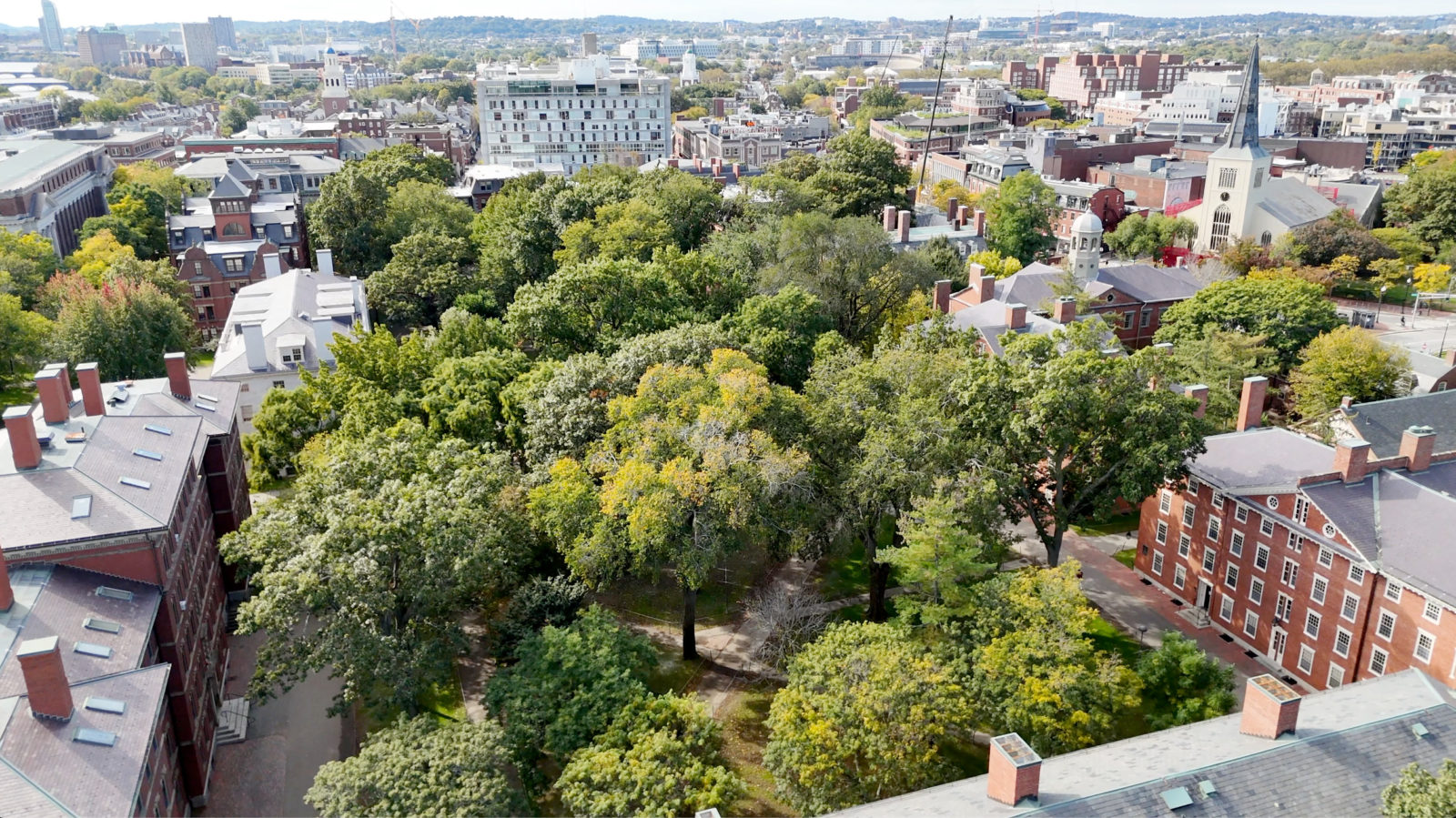 Trees on 3-manifolds - Quantum Calculus