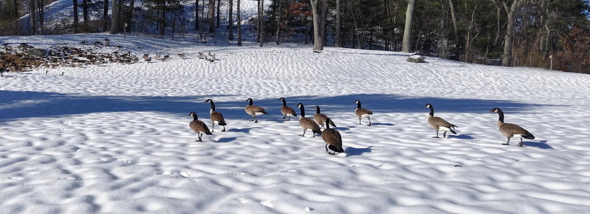 Curvature for Partitions - Quantum Calculus